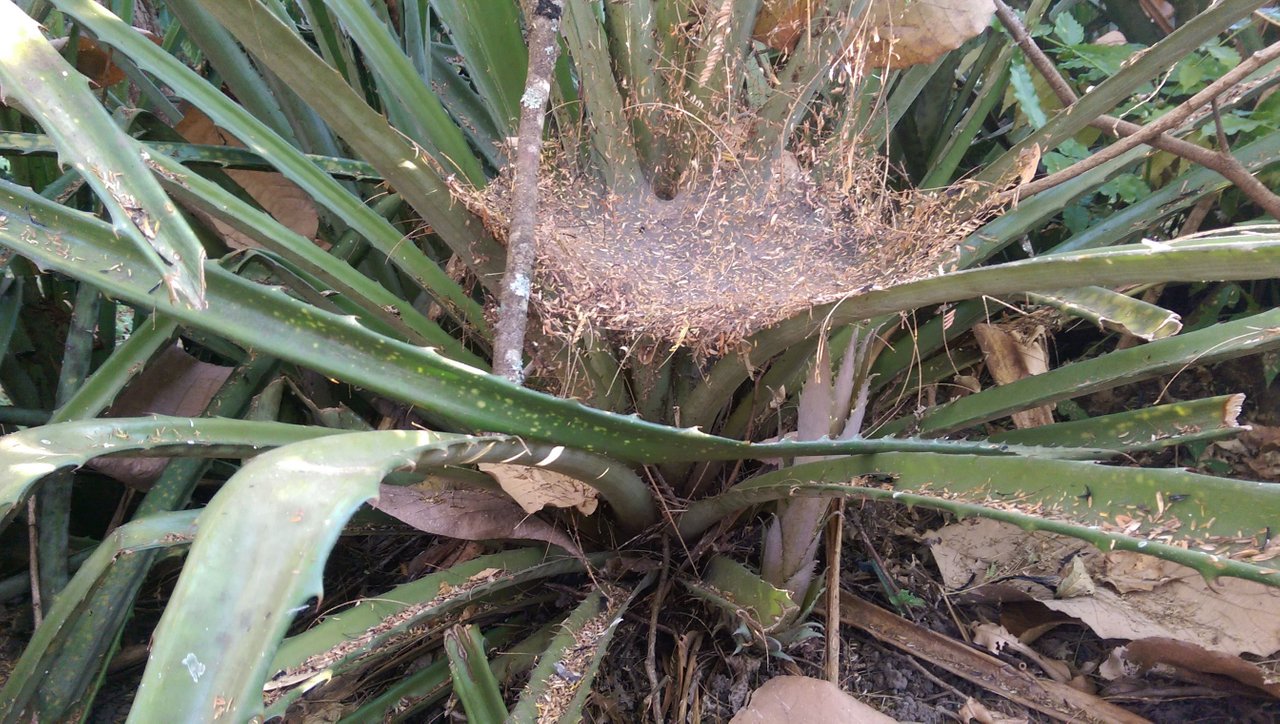 Piña de ratón o piñuela(Bromelia pinguin), planta silvestre que nos da ...