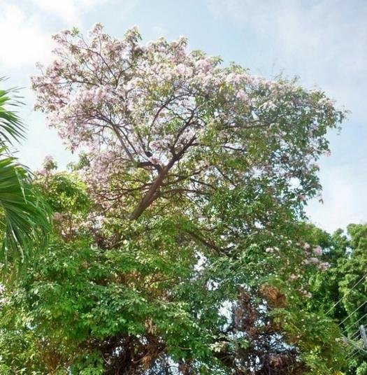 THE APAMATE: A totally pink tree — Steemit
