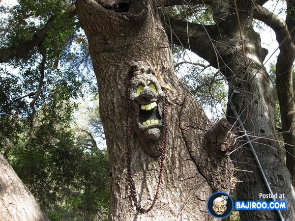 MOST FUNNY TREES ON EARTH YOU NEVER SEEN BEFORE ( — Steemit