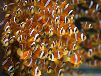 Amazing Animals #13 The Clown Fish — Steemit