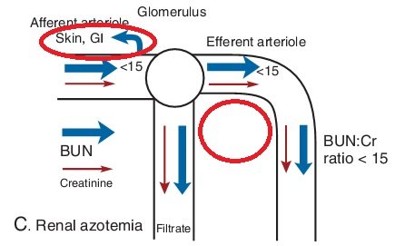 Blood Urea Nitrogen : Creatinine (BUN:Cr) and Azotemia — Steemit