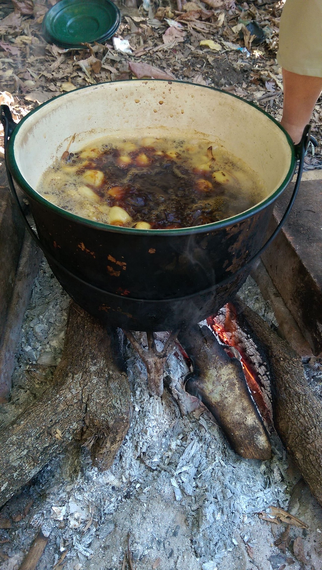 Piña de ratón o piñuela(Bromelia pinguin), planta silvestre que nos da ...