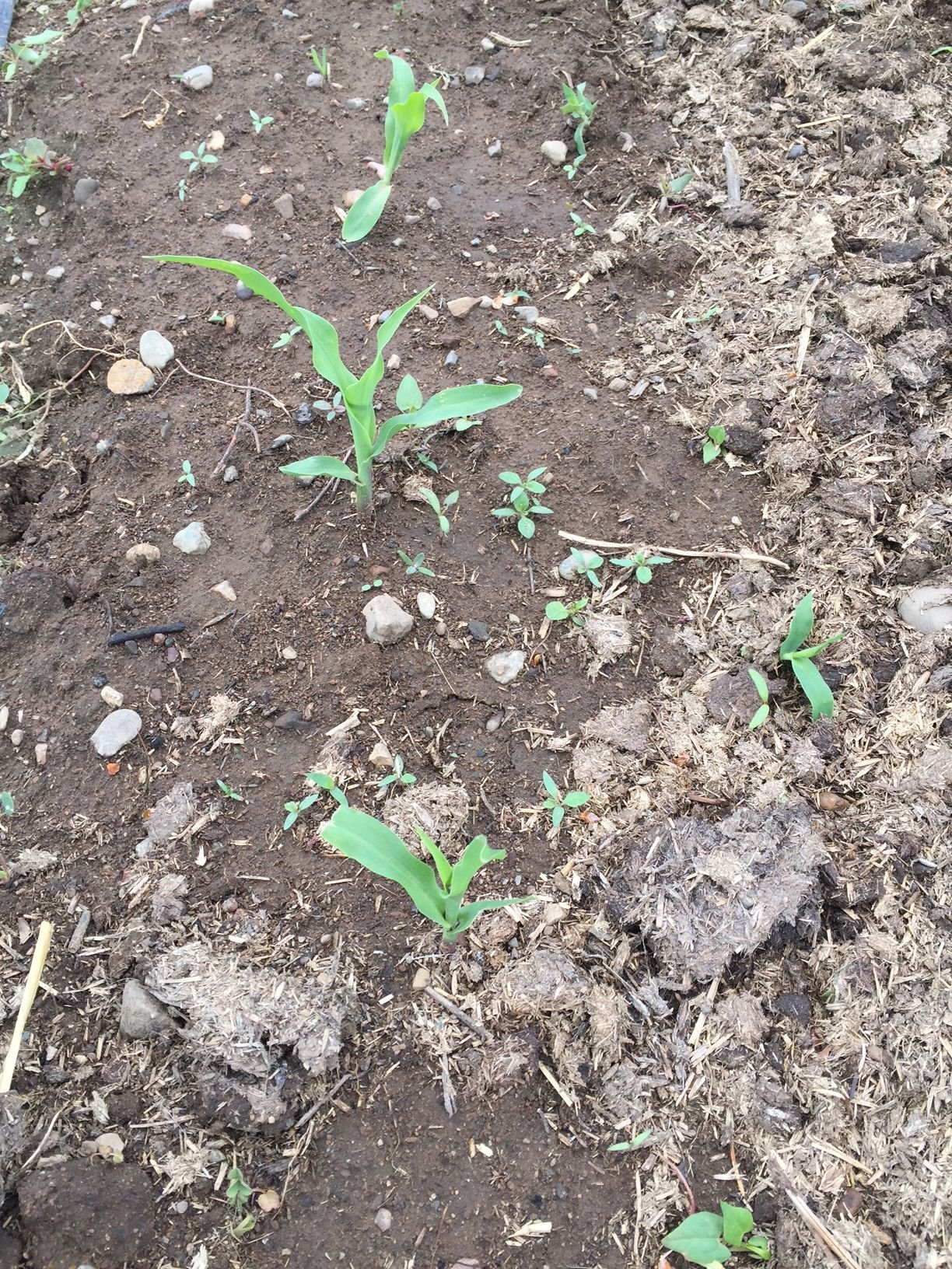 Sprouting and Transplanting Corn Seed — Steemit