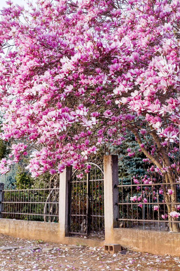 Pink Magnolia Tree Flowers — Steemit