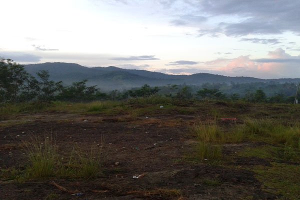 Learn The Cultivation Of Dates In Indonesia — Steemit