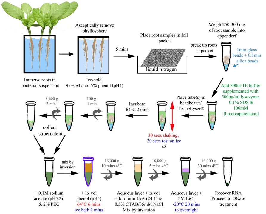 Plant Genomic DNA Extraction using CTAB — Steemit
