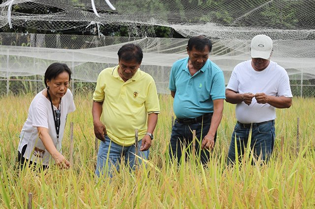 Golden Rice | Höchst Umstrittene Gentechnik als Lebensmittel der ...