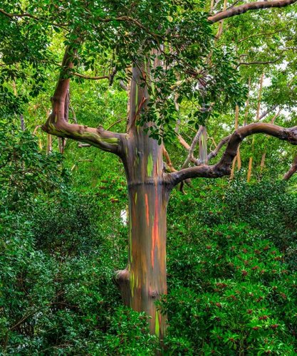 Enriching an Eucalyptus Tree!