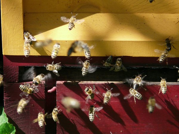A Groundbreaking New Way To Watch Over Bee Populations