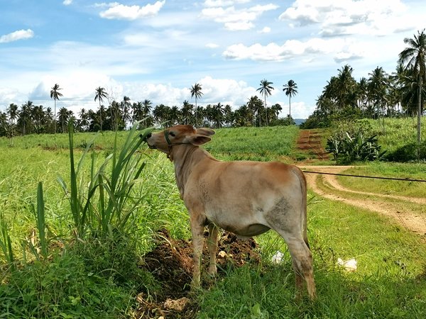 The humble Philippine Animal - Philippine Cattle "Cow" (Baka)