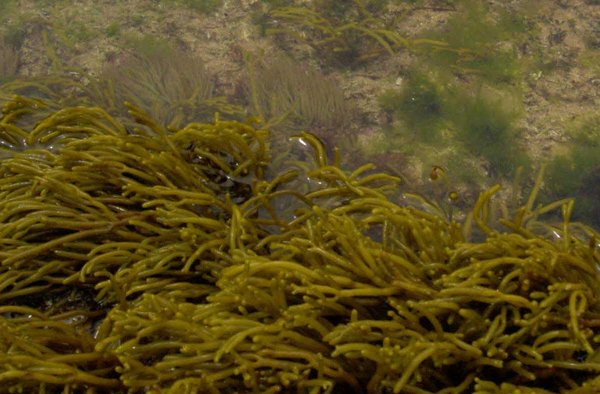 Brown Algae and its Benefits.