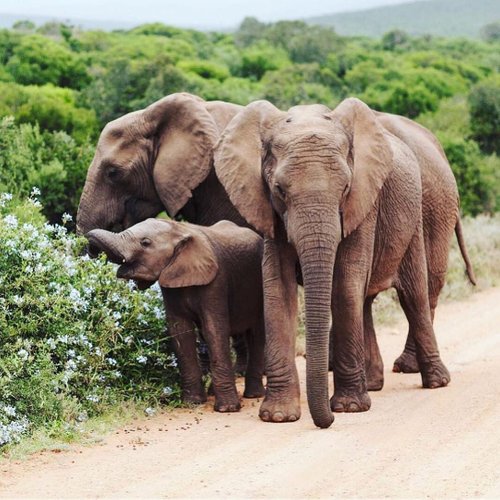 Elephant family