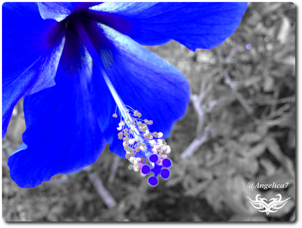 Flor de Cayena en SelectiveColor Azul// El valor de una foto