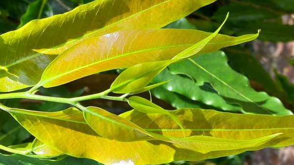 Photography of mango tree leaves. 10% beneficiary for boc