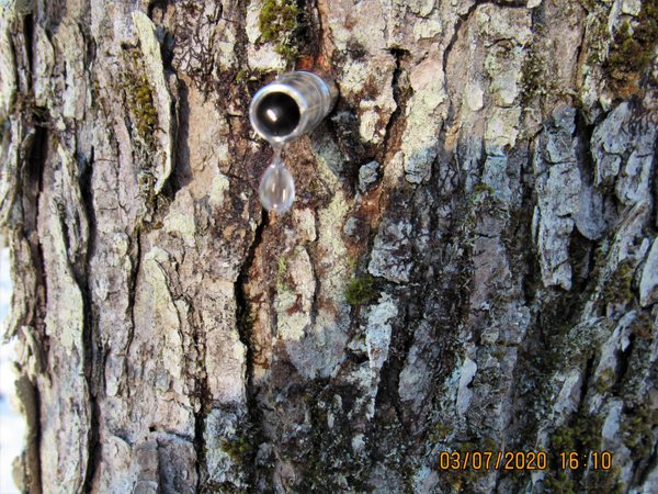 - DIY - HOW TO MAKE MAPLE SYRUP - PART TWO