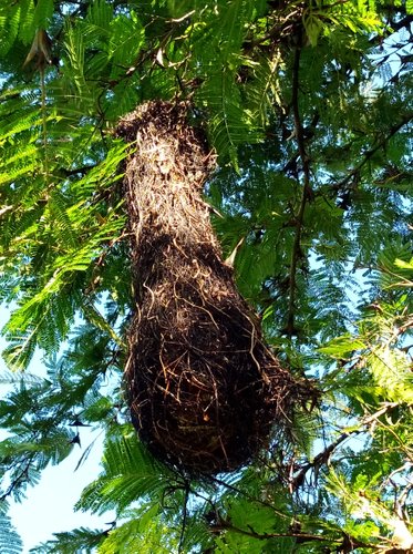 (Icterus pectoralis) Chiltota el ave que predice los huracanes