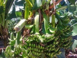 Muchos racimos en una planta de banano.
