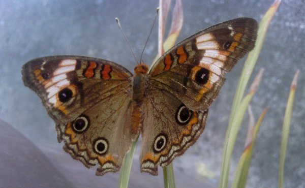 Insectario | Fotografías.