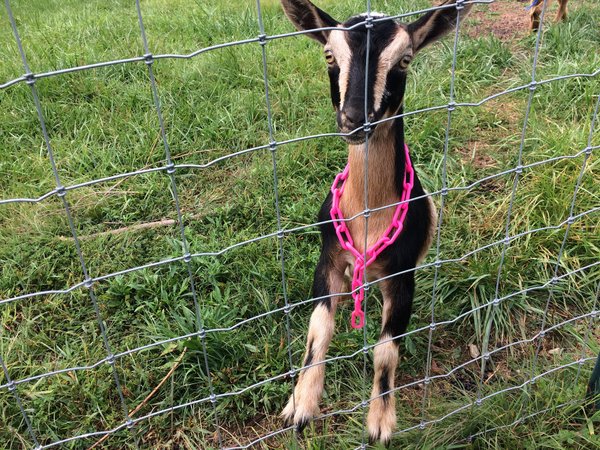 Goats aka Caprine (kaprīn) Health Record