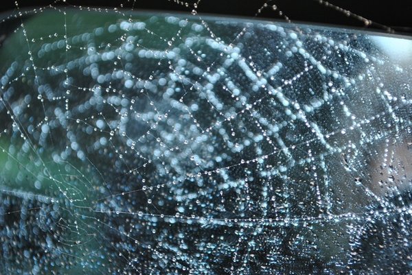 SteemitPhotoChallenge Guide - How to Photograph a Spider Web