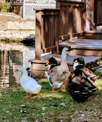 Duck, Duck, Super African Goose