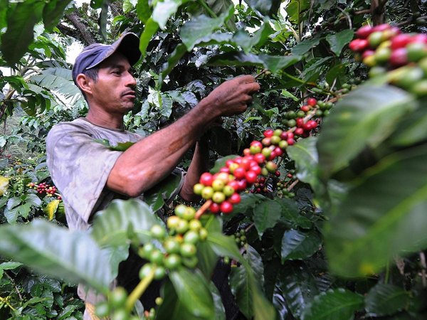 Coffee could be extinct by 2080 due to climate change destroying ar...