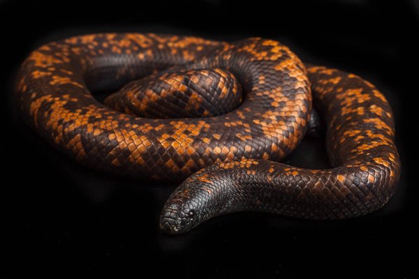 Calabaria Reinhardtii: The Unsightly Snake with Rhinoceros Skin