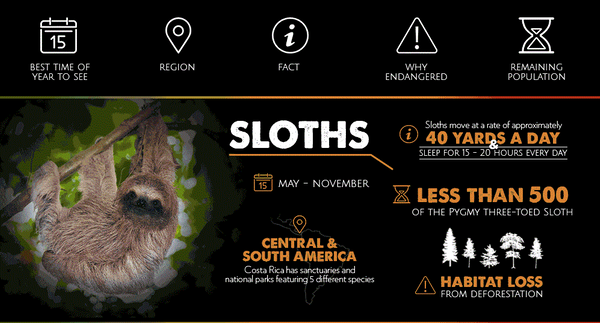The Endangered Animals # 1 - SLOTHS