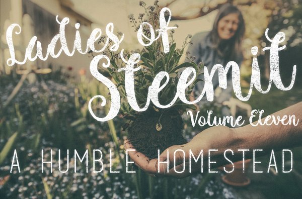 Ladies of Steemit, Volume 11 | A Humble Homestead