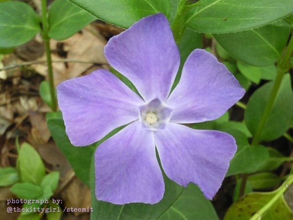 Periwinkle