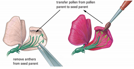 cross pollination mendel