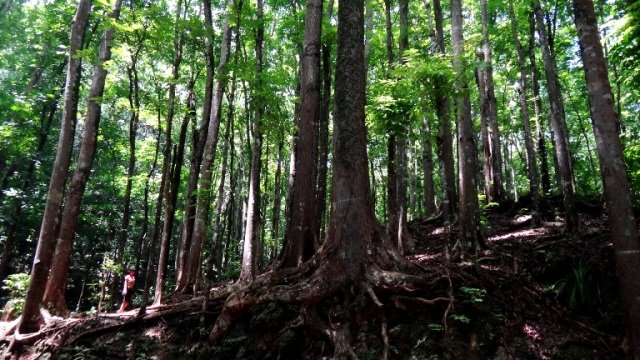 Examples Of Natural Ecosystems Examples Of Natural Ecosystems
