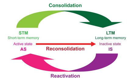 memory consolidation synonym