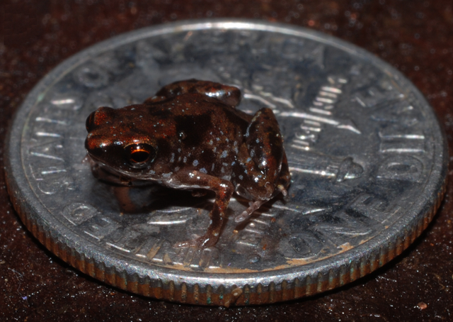 Paedophryne amauensis: Meet the World's Smallest Frog — Steemit