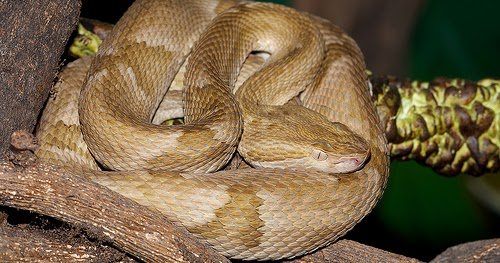 Golden Lancehead Viper Island