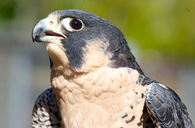 Falcon Beak