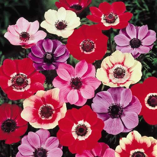 Terbaru 15+ Gambar Bunga Anemone Merah - Gambar Bunga Indah