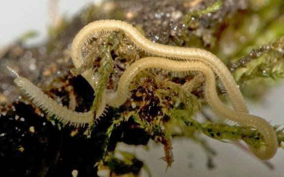 Illacme plenipes - Meet the World's leggiest Animal! — Steemit