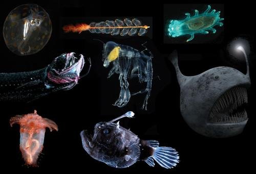Abyssopelagic Zone Life