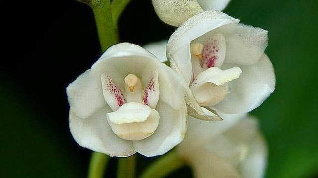 Holy Spirit Flower Panama Pentecost | Best Flower Site