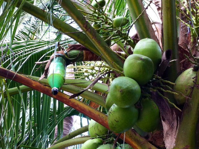 Lambanog A Philippine Arrack /Philippines For The Intrepid, 43% OFF