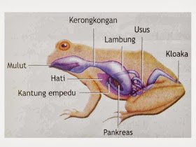 Amphibian Digestive System