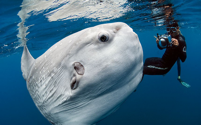 Giant Moonfish
