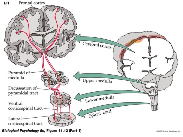 Cross Extensor Reflex Action — Steemit