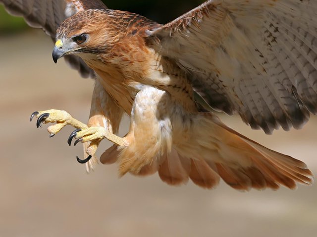 Filipino myth: Why do hawks eating little chicks? — Steemit