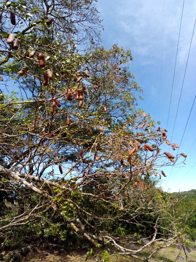 Copinoles fruto con sabor intenso — Steemit