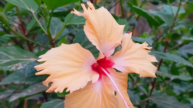 Amazing photography of yellow color jaba flower. 10% beneficiary for ...