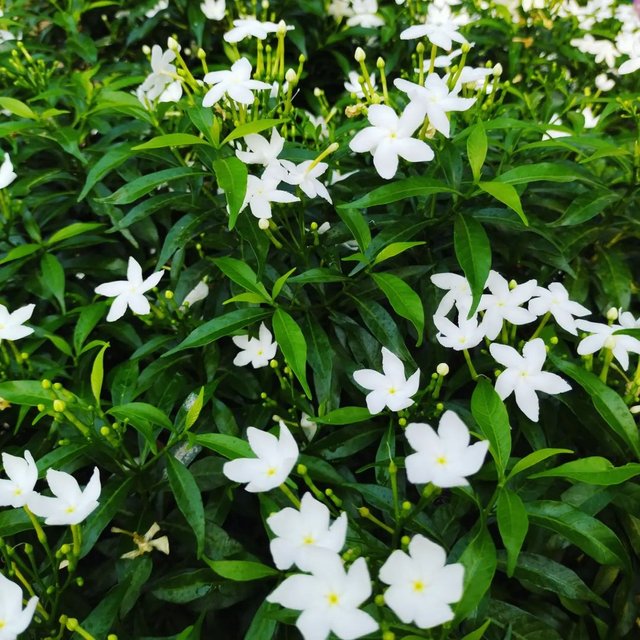 Kampupot Flower Images | Best Flower Site