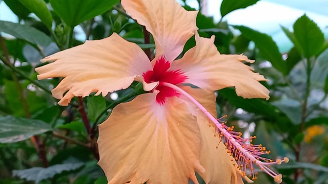 Amazing photography of yellow color jaba flower. 10% beneficiary for ...