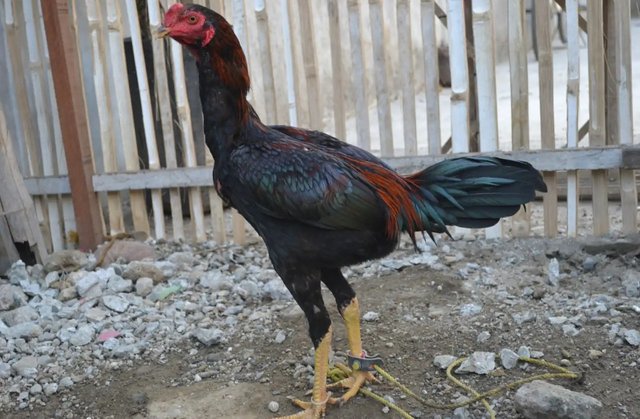 It's all about BASILAN breed... — Steemit